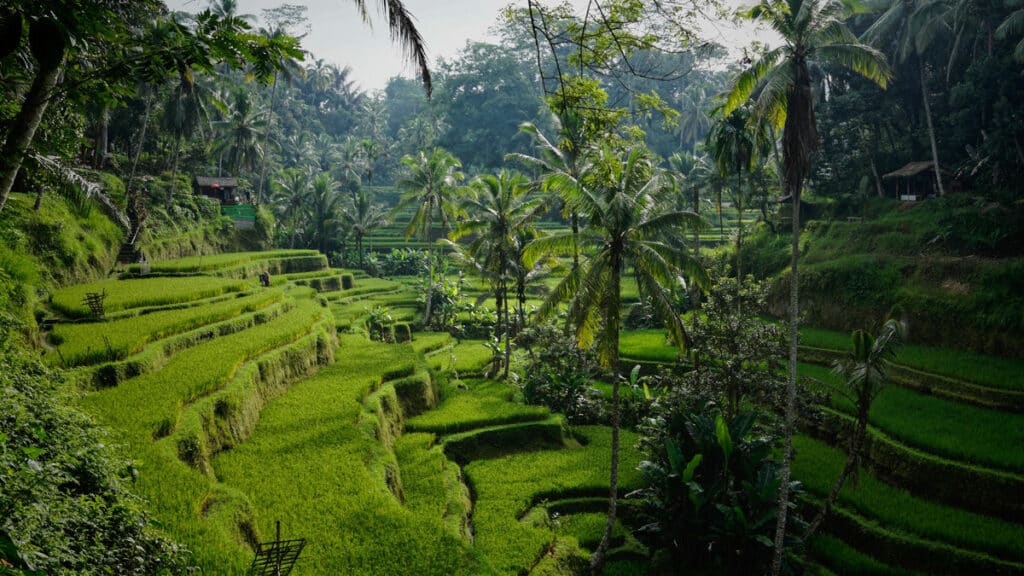 Top 5 Things To See In Bali - traveljunkyz.com